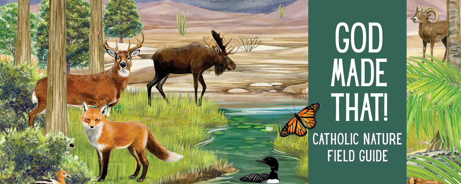 Catholic Books & Gifts | Pauline Books and Media